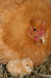 Montanakids | Montana's Poultry Industry